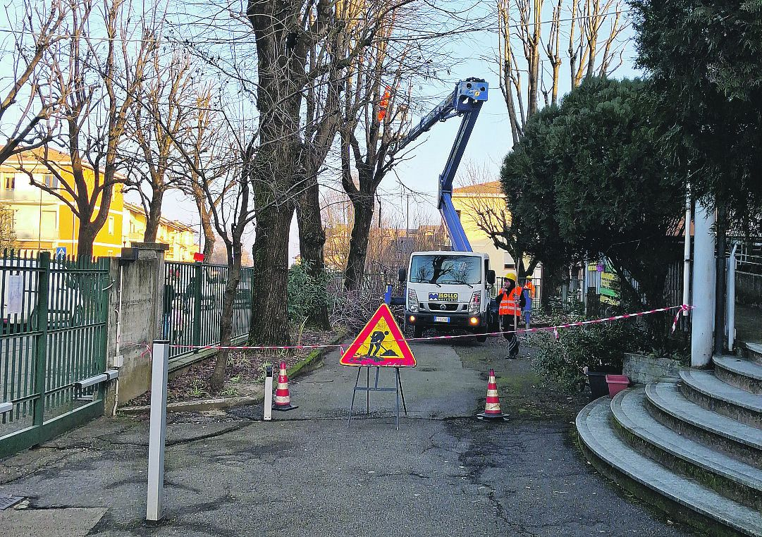 Rottofreno, finite le analisi su 240 alberi: ora cure e tagli
