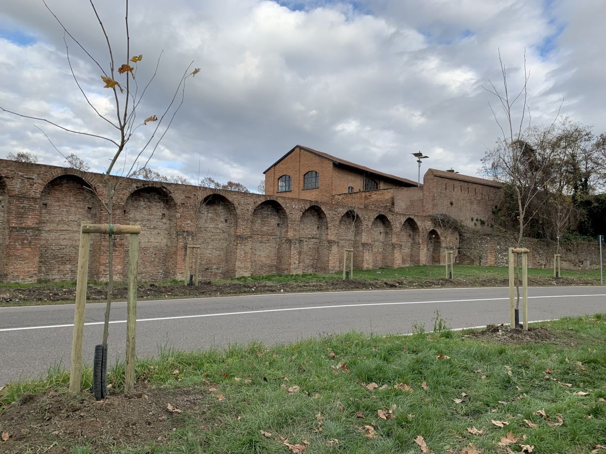 Oltre 50 nuovi platani in viale Tramello. Mancioppi: "Forte impronta verde"