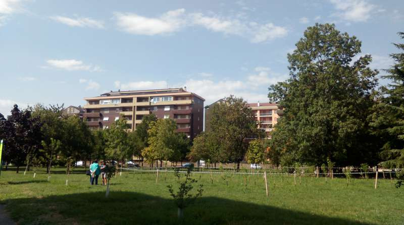 Via Arata, vivaio curato dai residenti. Appello contro i vandalismi ...